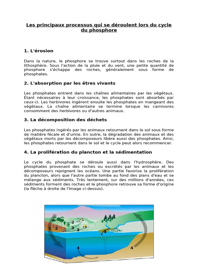 Les Principaux Processus Qui Se Déroulent Lors Du Cycle Du Phosphore | PDF