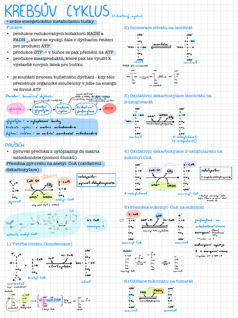 Krebsův Cyklus A Dýchací Řetězec | PDF
