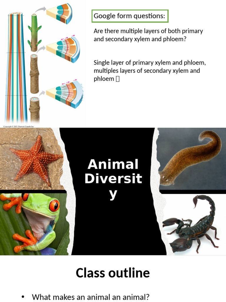Lecture 7 Animal Diversity Before Class | PDF