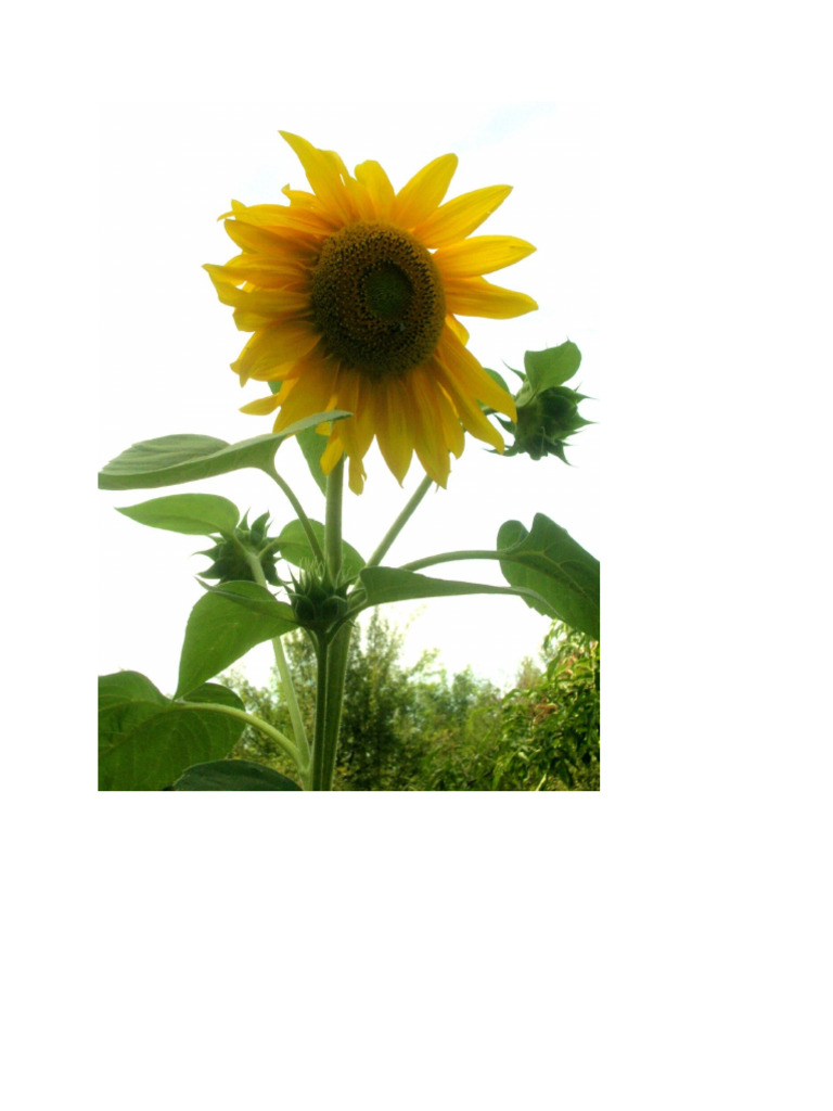 Girasol | PDF