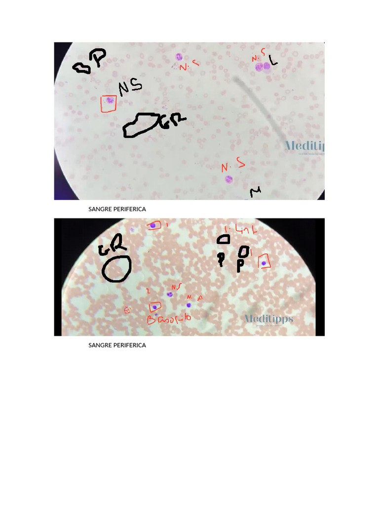 Examen Practico 2 Histo | PDF