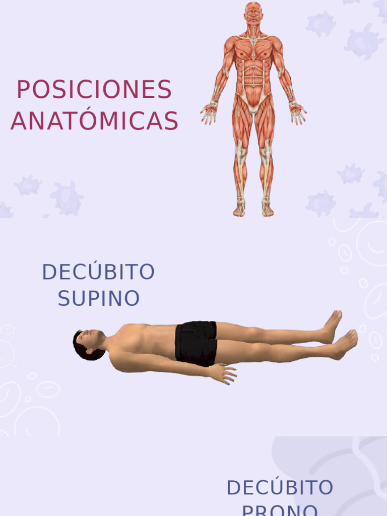 Posiciones Anatómicas | PDF