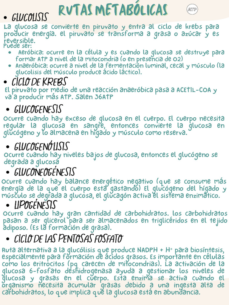 Rutas Metabólicas | PDF
