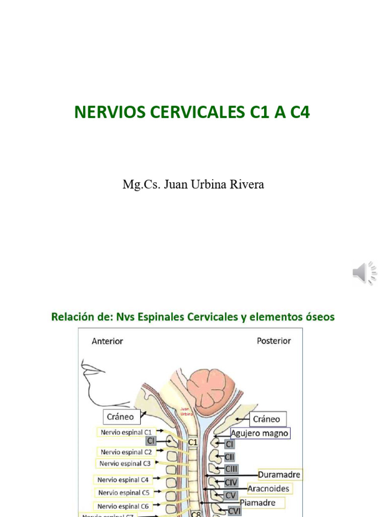 Anatomia Nervios Cervicales | PDF