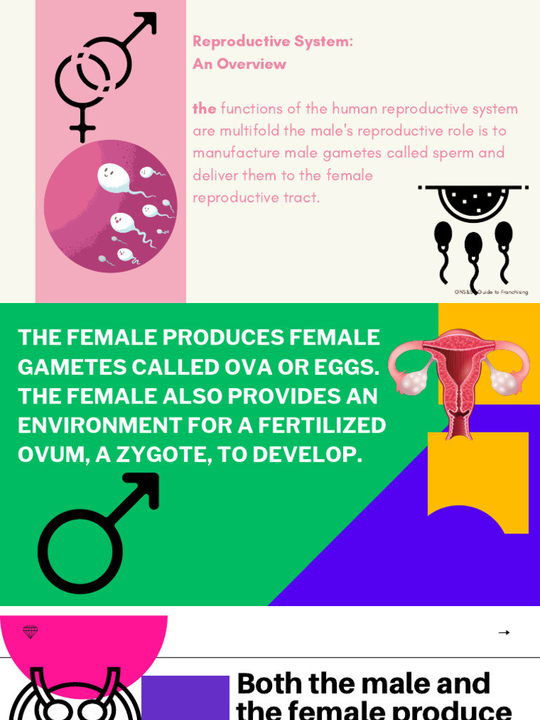 Anatomy Menstrual Cycle Conception Pdf