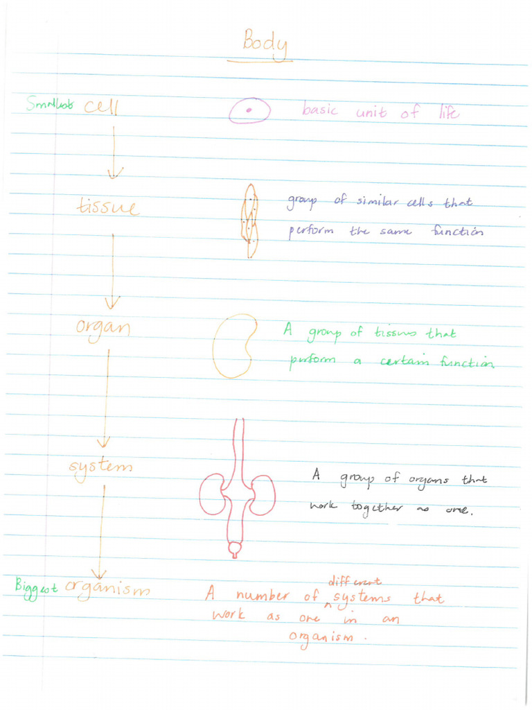 Cell Organisation | PDF