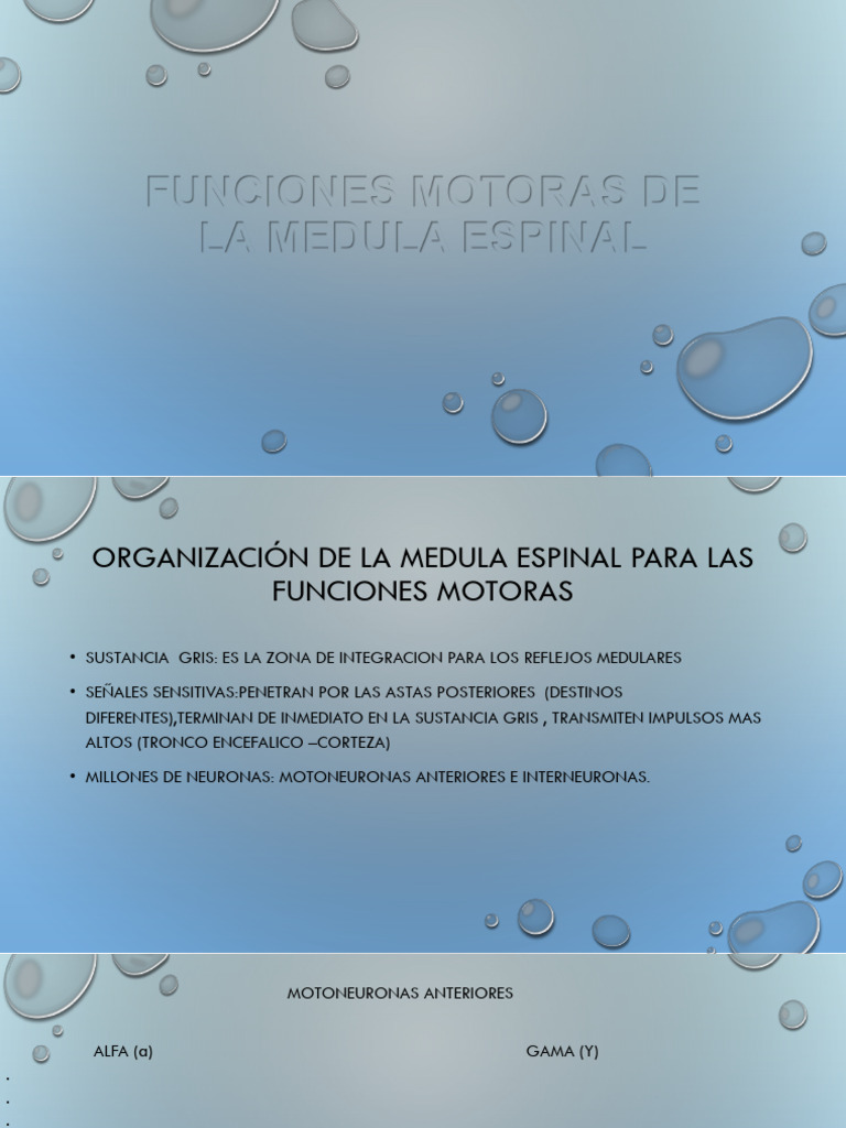 Funciones Motoras de La Medula Espinal | PDF