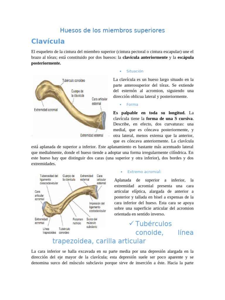 Clavícula | PDF