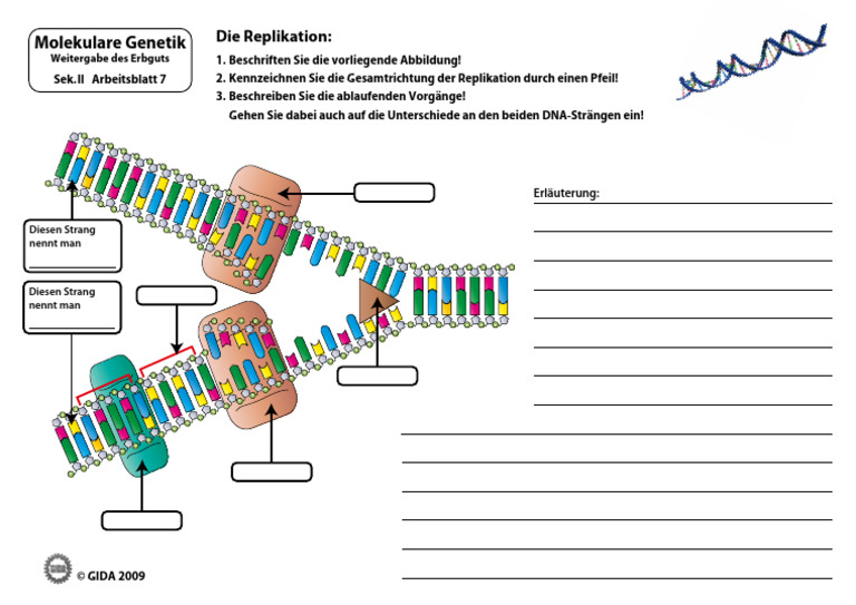 AB GIDA Replikation | PDF