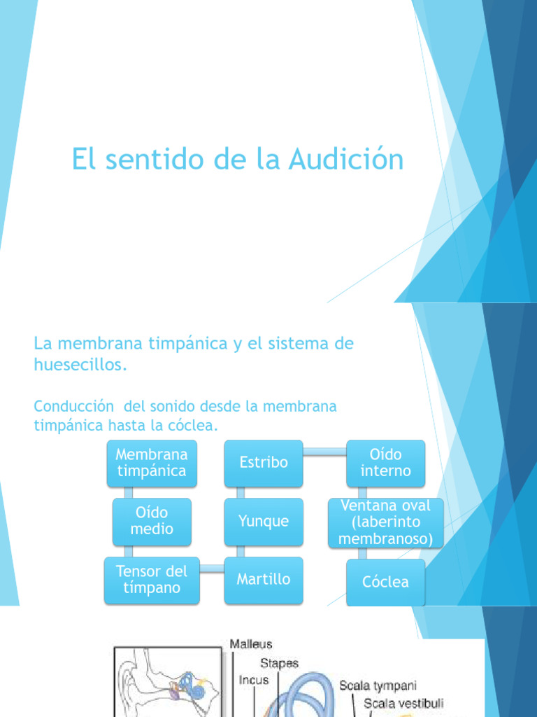 El Sentido de La Audicion | PDF