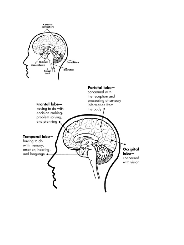 Nervous System On Brain Pdf