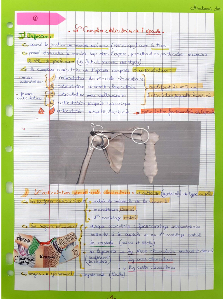 Résume Mbre Sup Anat104 | PDF