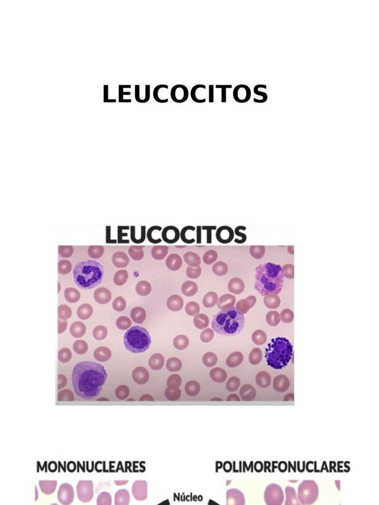 Formula Leucocitaria | PDF