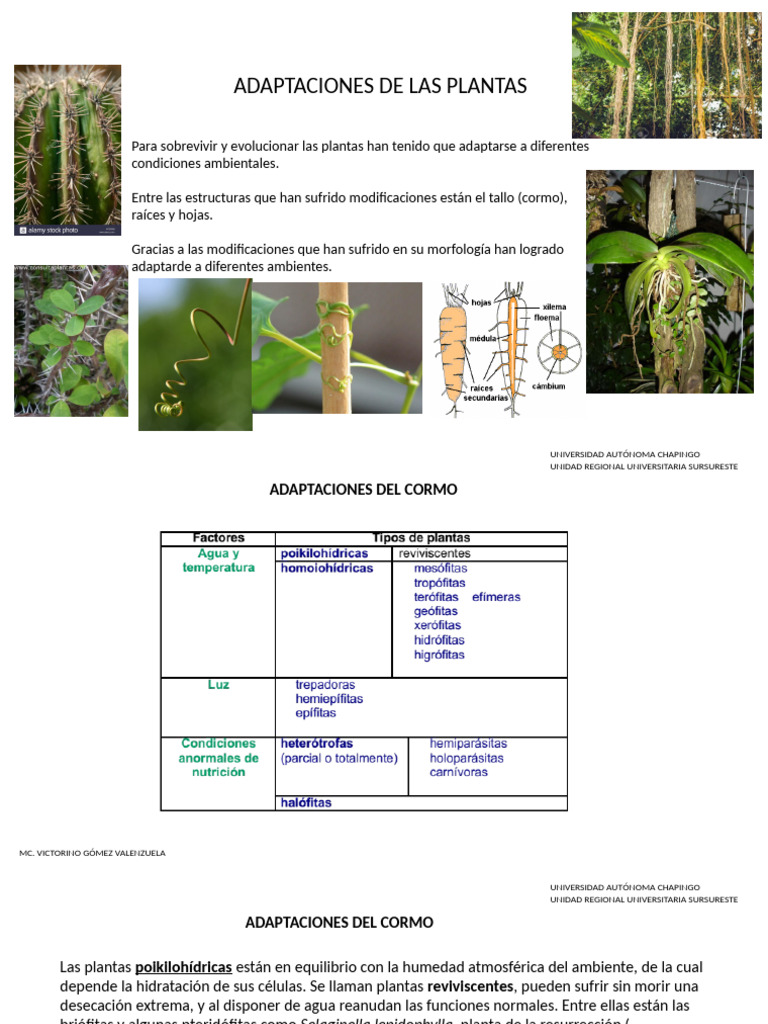 Adaptaciones de Las Plantas | PDF