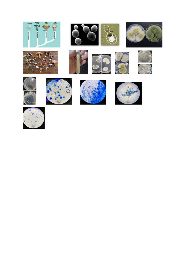 Dokum Mikrobio 4 | PDF