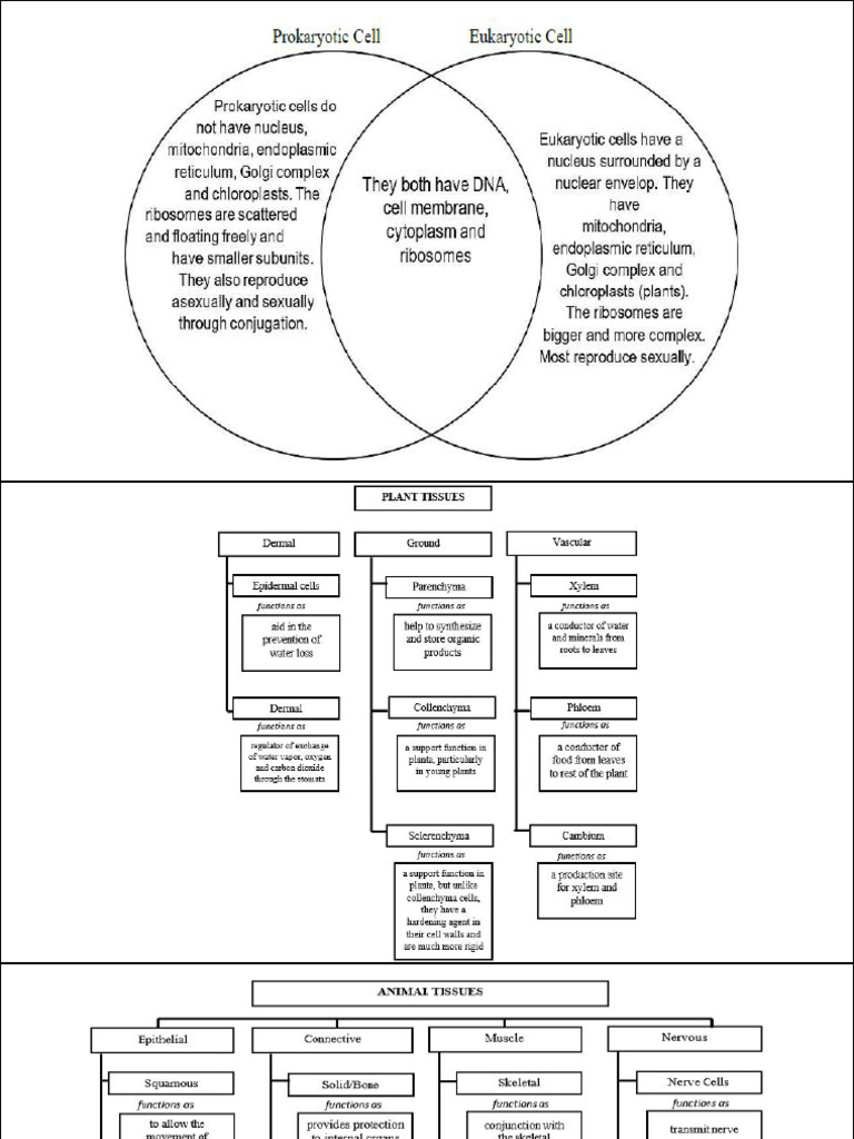 Cell Modification Cycle | PDF