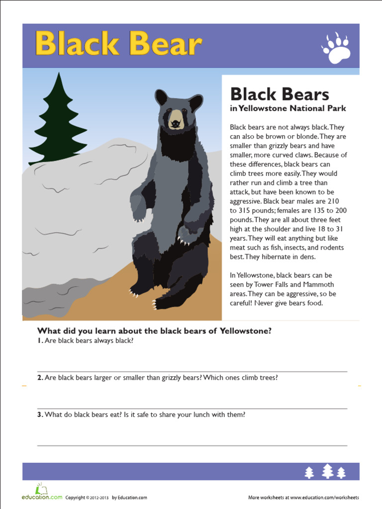 Yellowstone Black Bear Facts | PDF