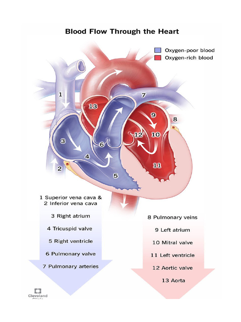 Blood Flows | PDF