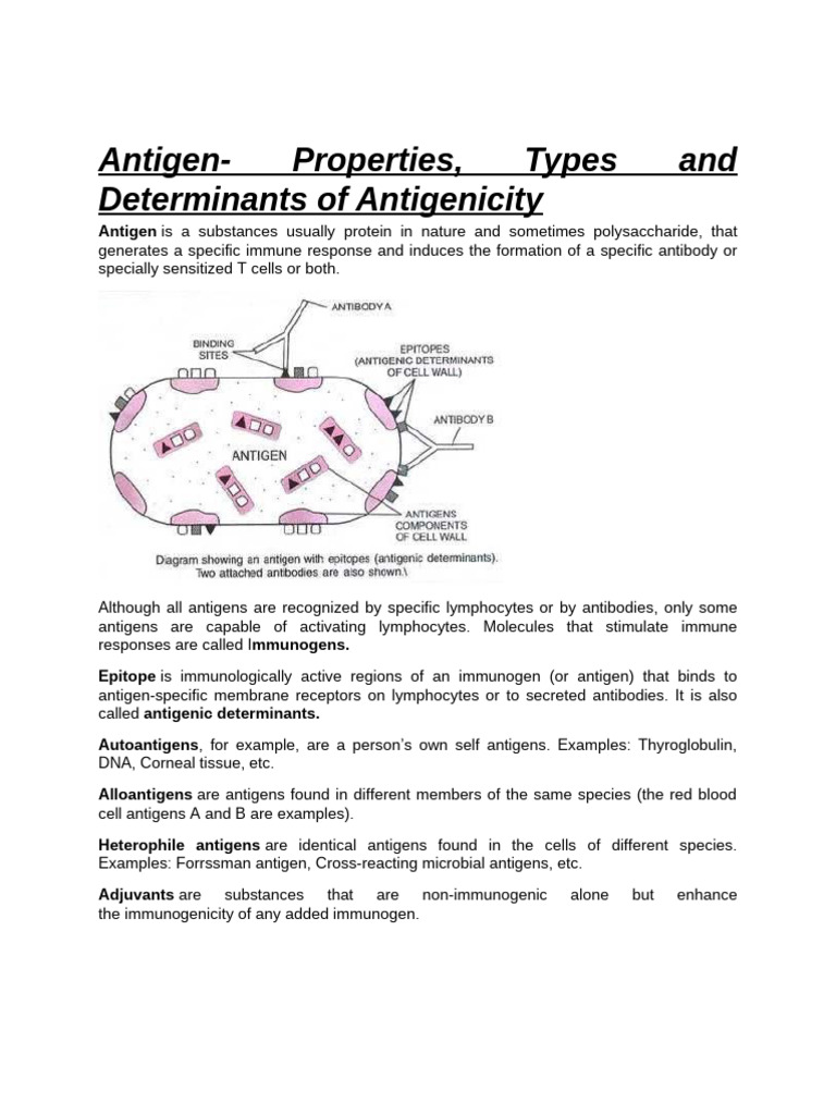 Antigen | PDF