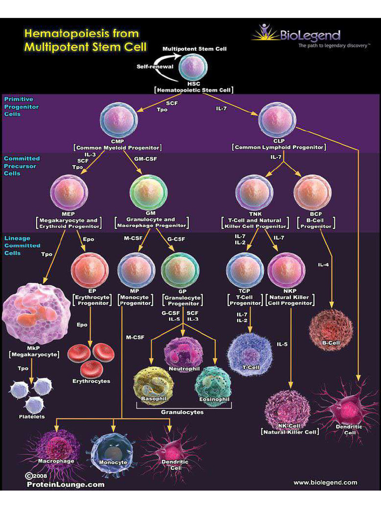 Hematopoiesis From Multipotent Stem Cell | PDF