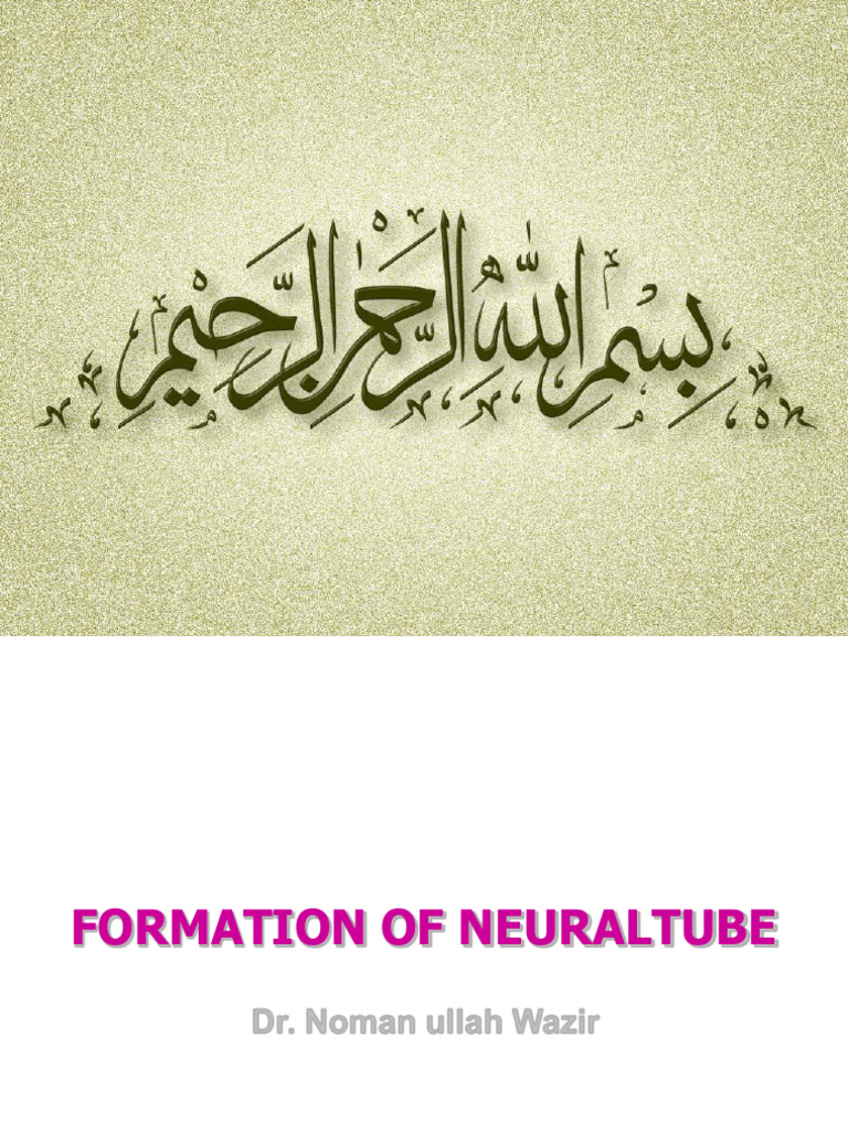 3RD Week. Neurulation & Induction | PDF | Nervous System | Morphology ...