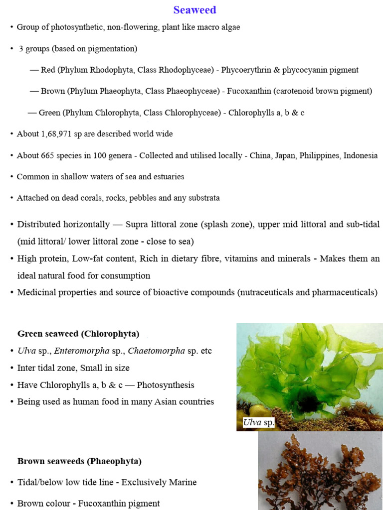 Seaweed, Stream-Develp. Stages | PDF | Stream | River
