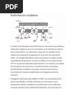 Presentacion de Cadena de Transporte de Electrones (Exposicion) | PDF | Trifosfato de adenosina ...