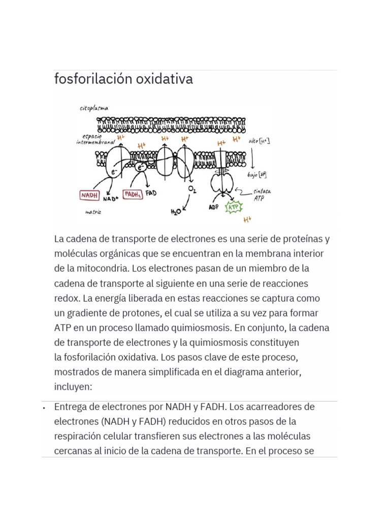Fosforilación Oxidativa - PDF - 20241004 - 184744 - 0000 | PDF | Trifosfato de adenosina ...