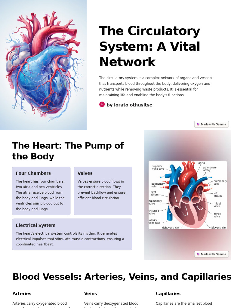 The Circulatory System A Vital Network | PDF | Blood | Artery