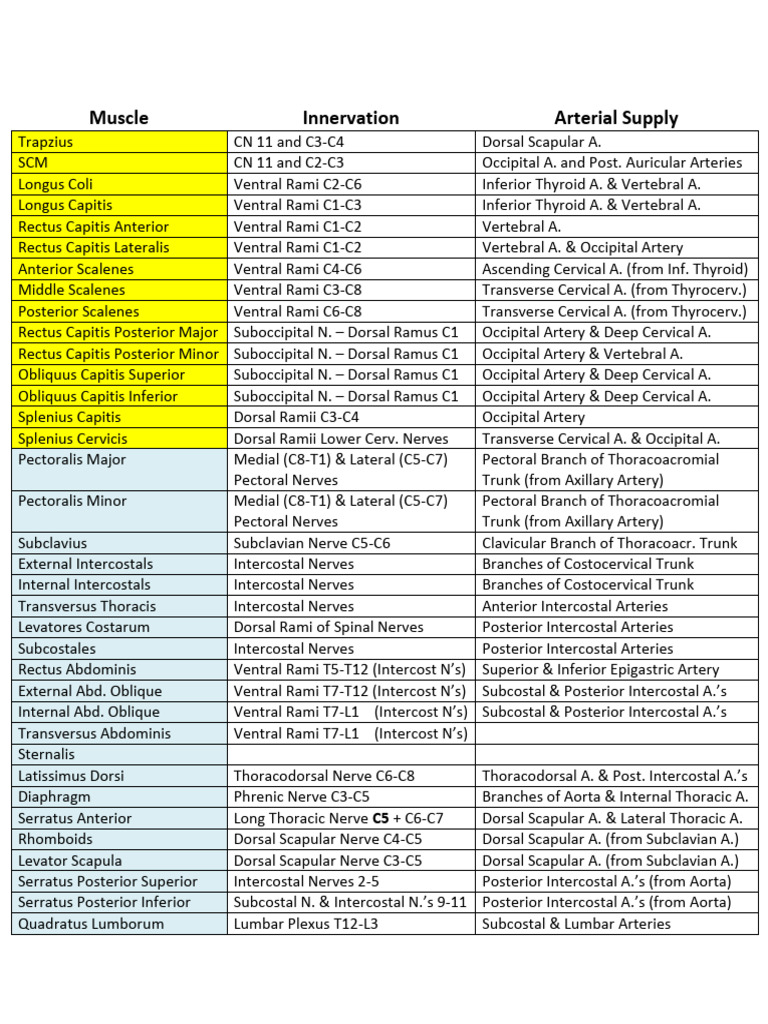 Muscle Innervation List | PDF