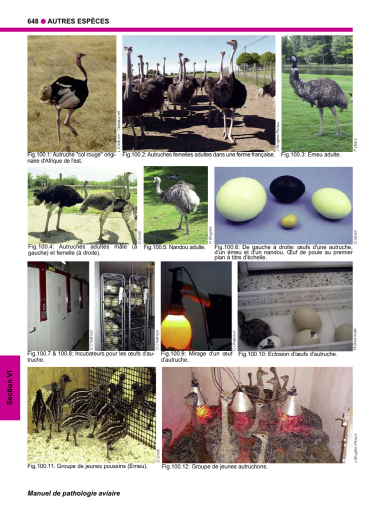 100 Ratites FR | PDF