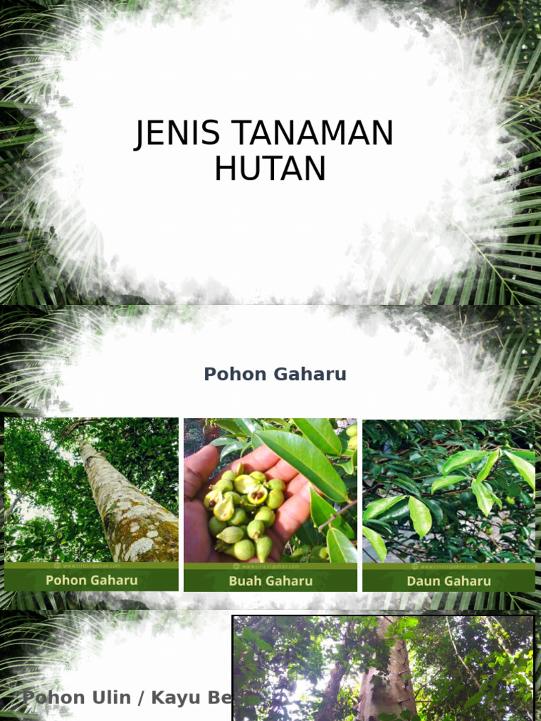 JENIS TANAMAN | PDF