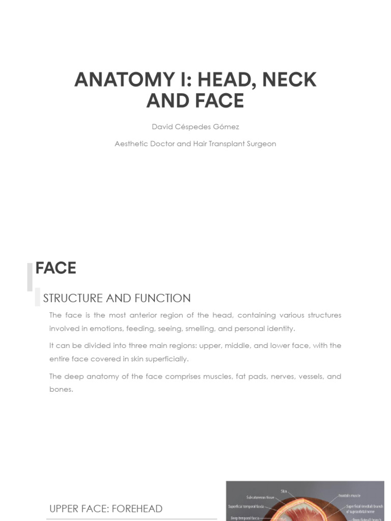 Anatomy of Face, Neck, Ears | PDF