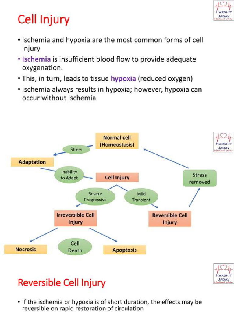 Cell Injury | PDF
