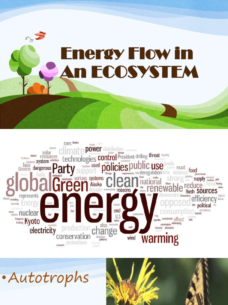 Energy Flow and Trophic Levels | PDF