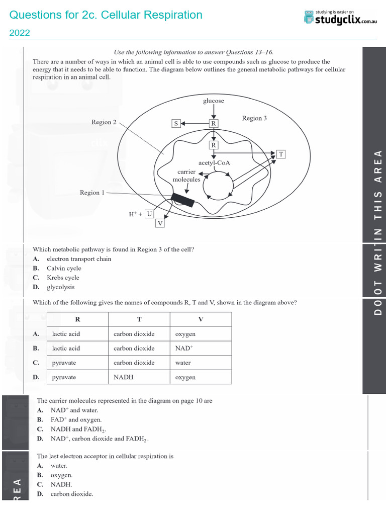 Questions For Cellularrespiration With Solutions | PDF