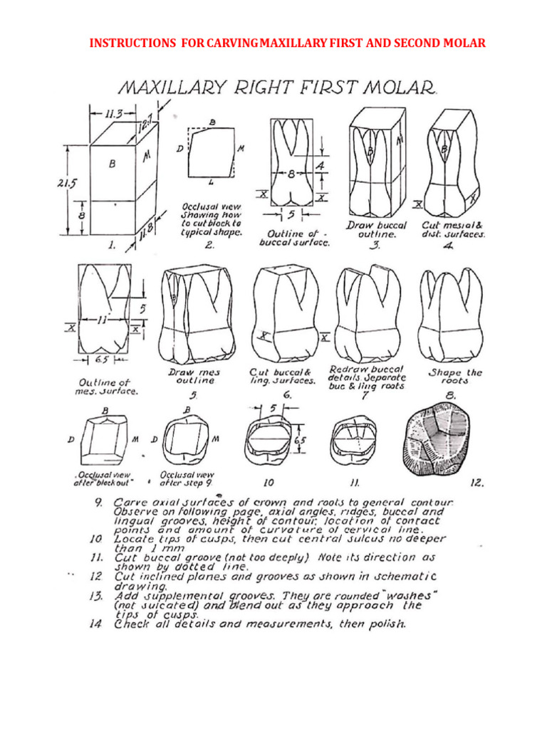 Tooth Carving 16 & 17 | PDF