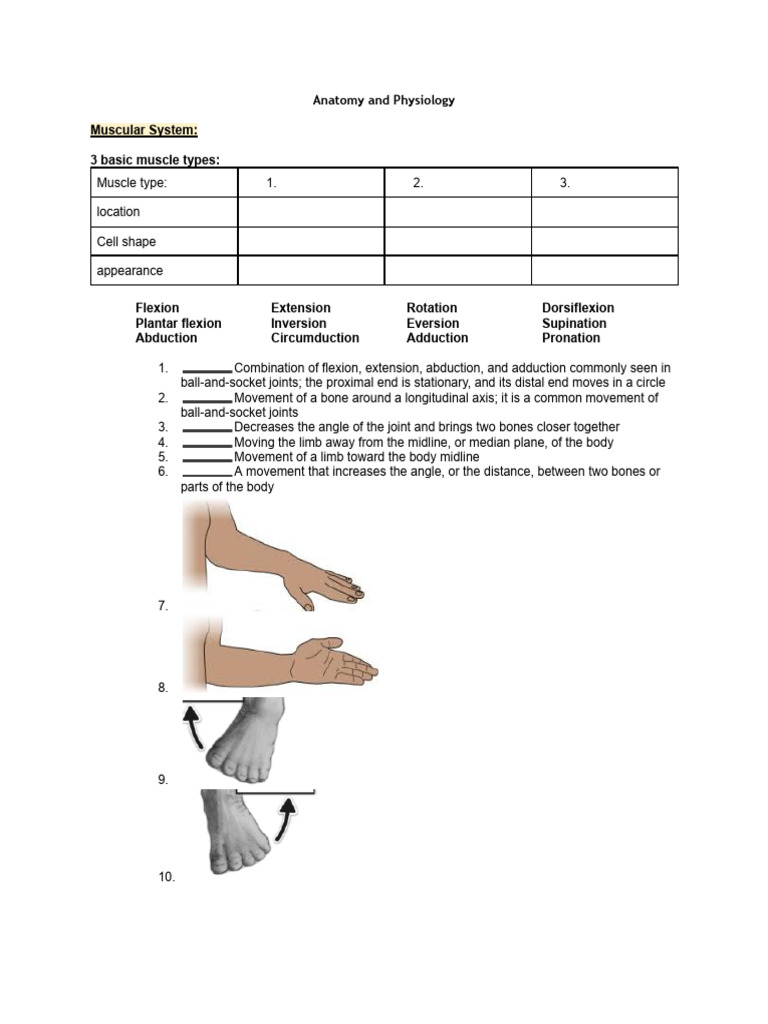 Anaphy Lec Reviewer | PDF