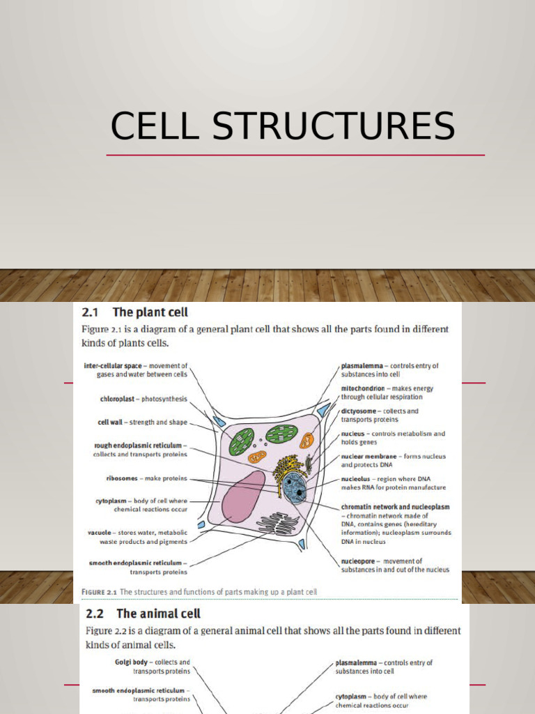 1.Cell Structures | PDF | Cell Membrane | Endoplasmic Reticulum