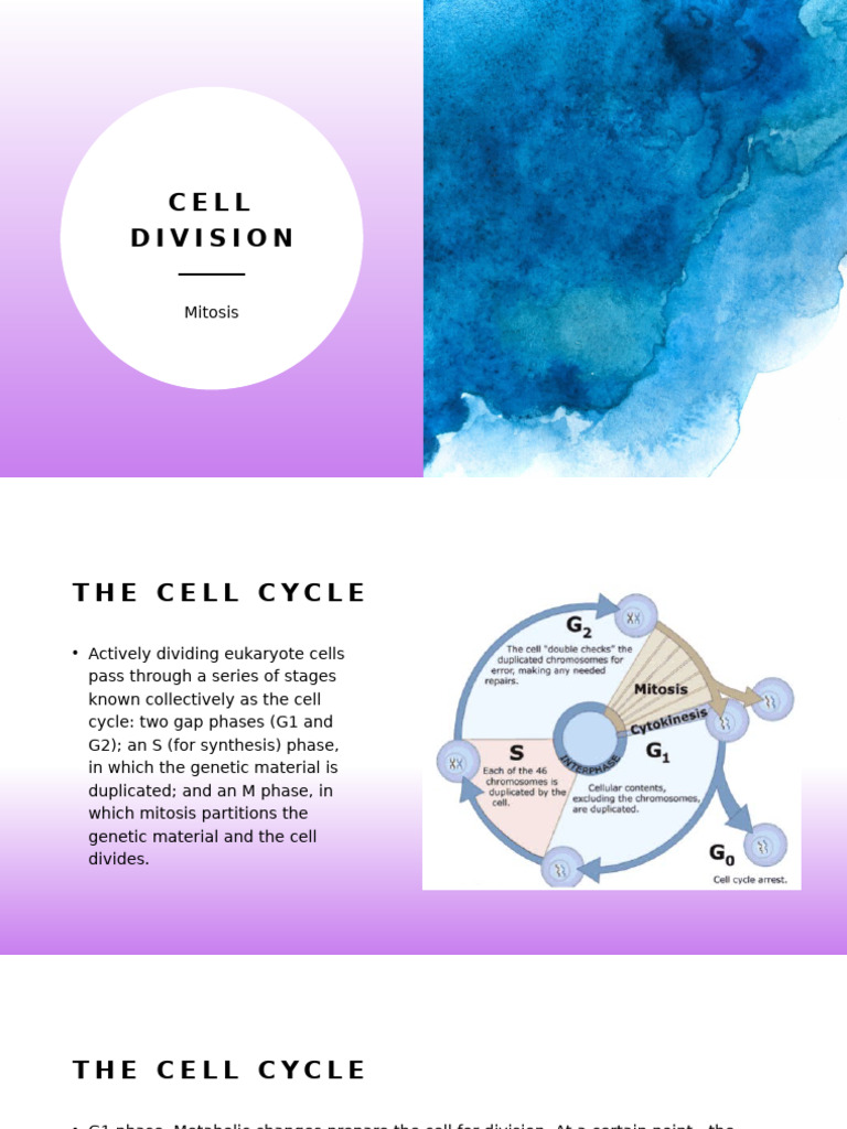 Understanding the Cell Cycle and Mitosis | PDF | Mitosis | Cell Growth