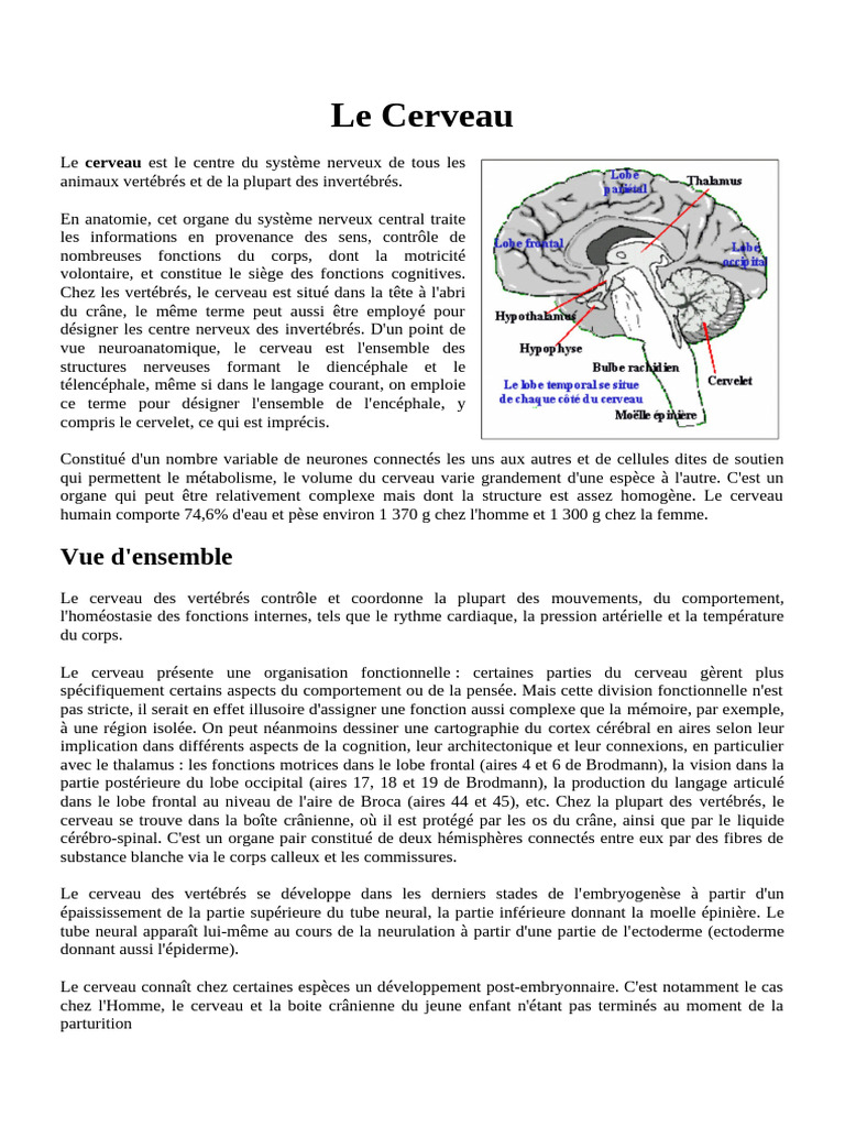 Cerveau 1 | PDF