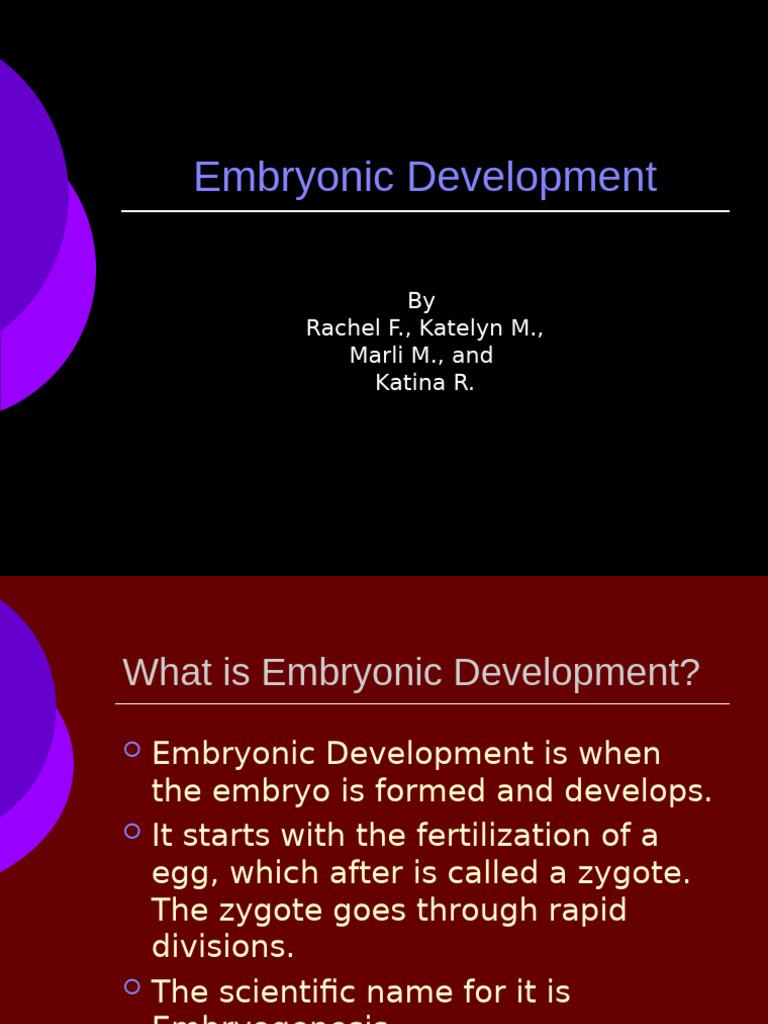 Embryonic Development | PDF