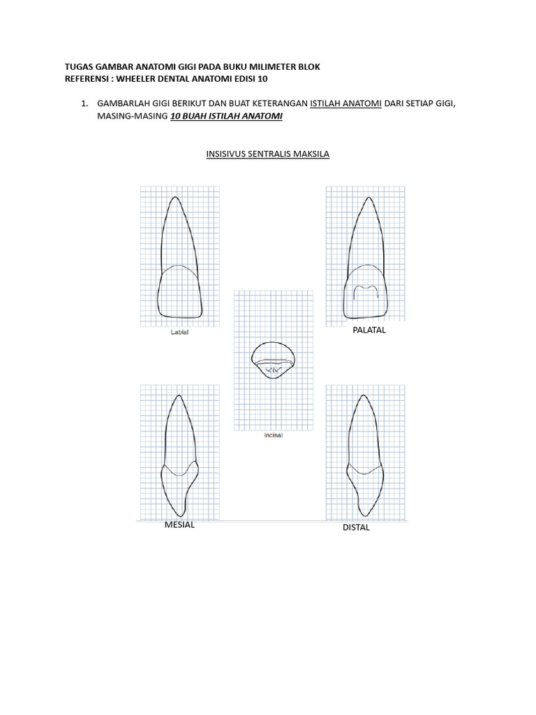 Tugas Gambar Anatomi Gigi Pada Buku Milimeter Blok | PDF