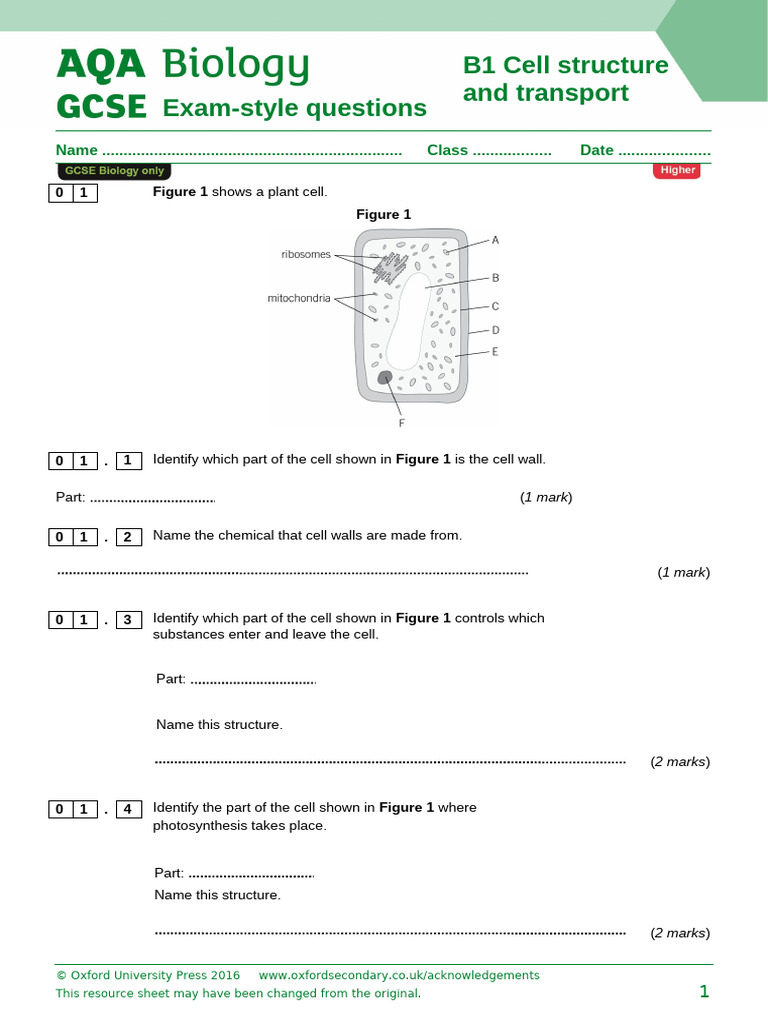 B1 Cell Structure and Transport Exam-Style Questions Higher | PDF
