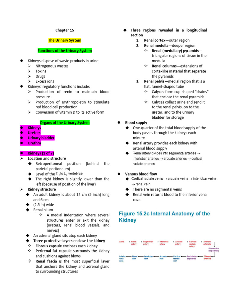 Urinary System Transcript Chap 15 | PDF