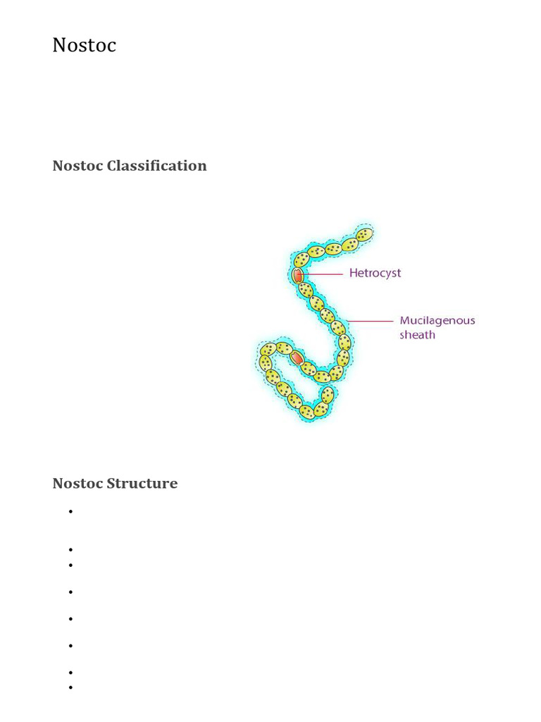 Nostoc | PDF