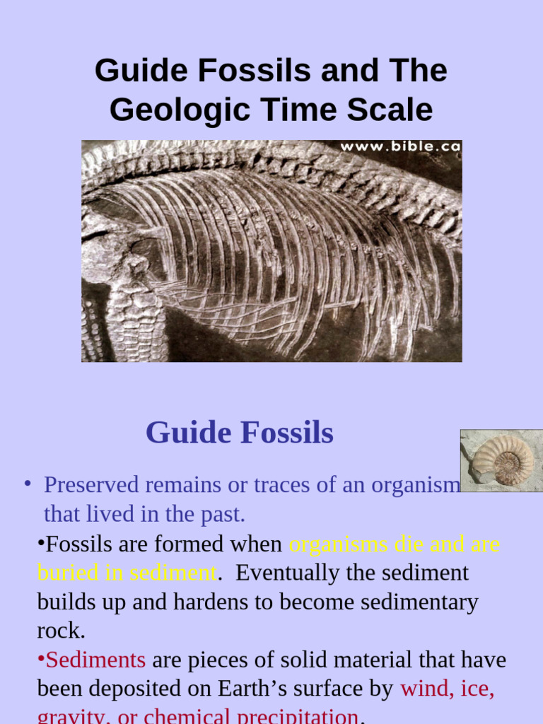 17th Guide Fossils & the Geologic Time Scale | PDF