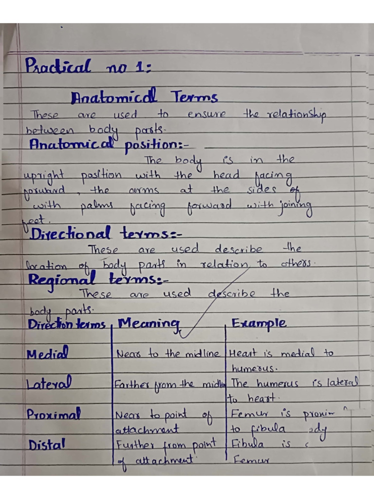 Anatomical Terms and Body Plane 1st Practical Anatomy | PDF