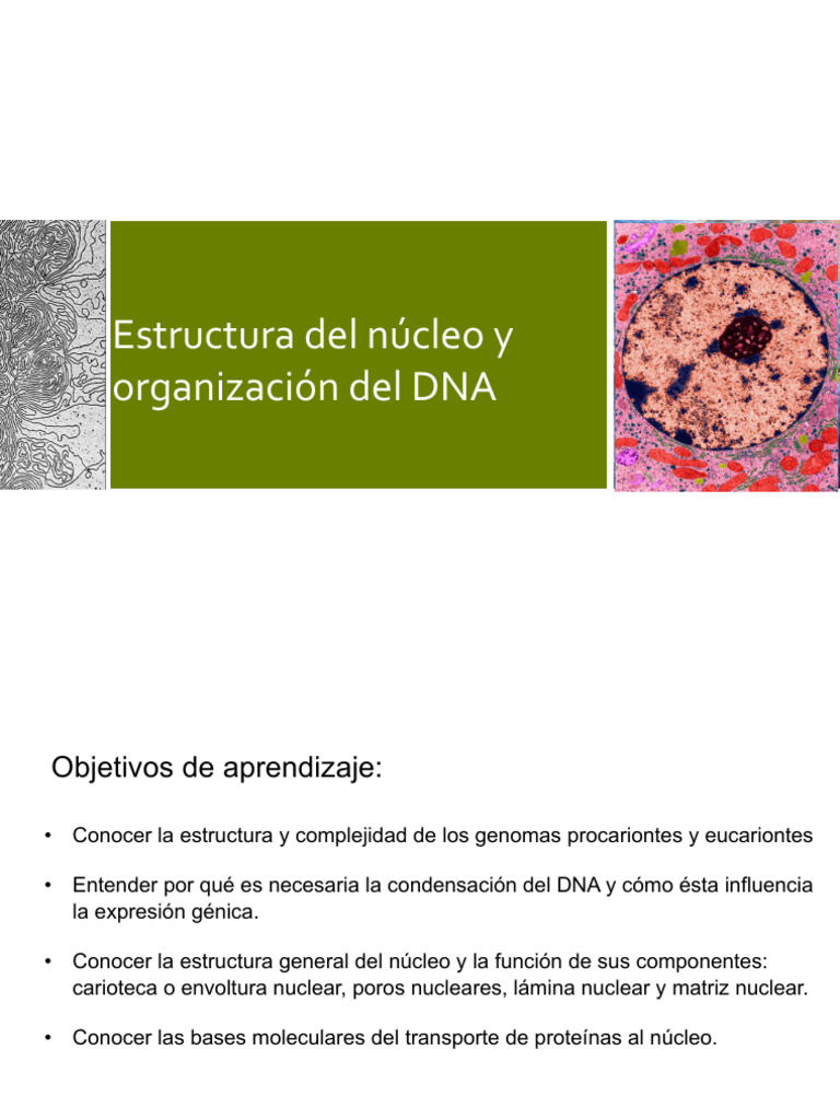 Clase 9. Estructura Del Núcleo, Organización Del DNA y Transporte ...