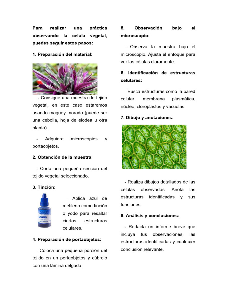 Para Realizar Una Práctica Observando La Célula Vegetal | PDF
